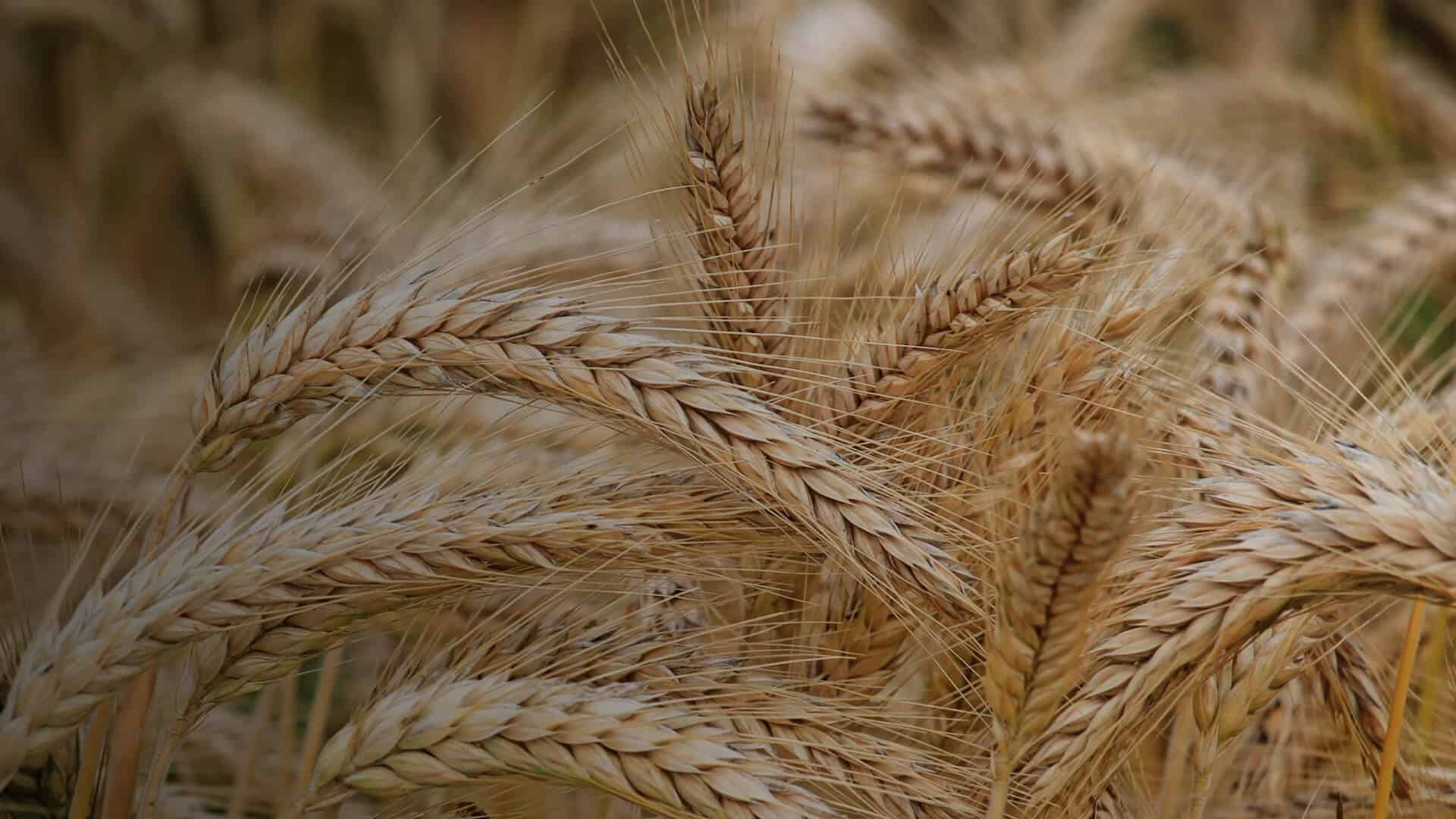 Feed Barley Knight Seeds Feed Barley Knight Seeds